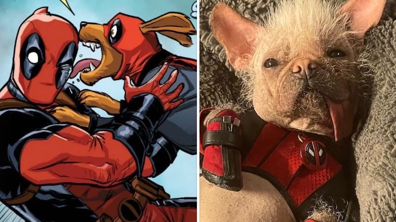 DEADPOOL 3: A New Look At Dogpool Sees The Weirdly Adorable Pooch ...