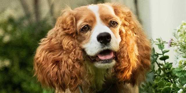 LADY AND THE TRAMP: New Look At The Movie Revealed On "Disney twenty ...