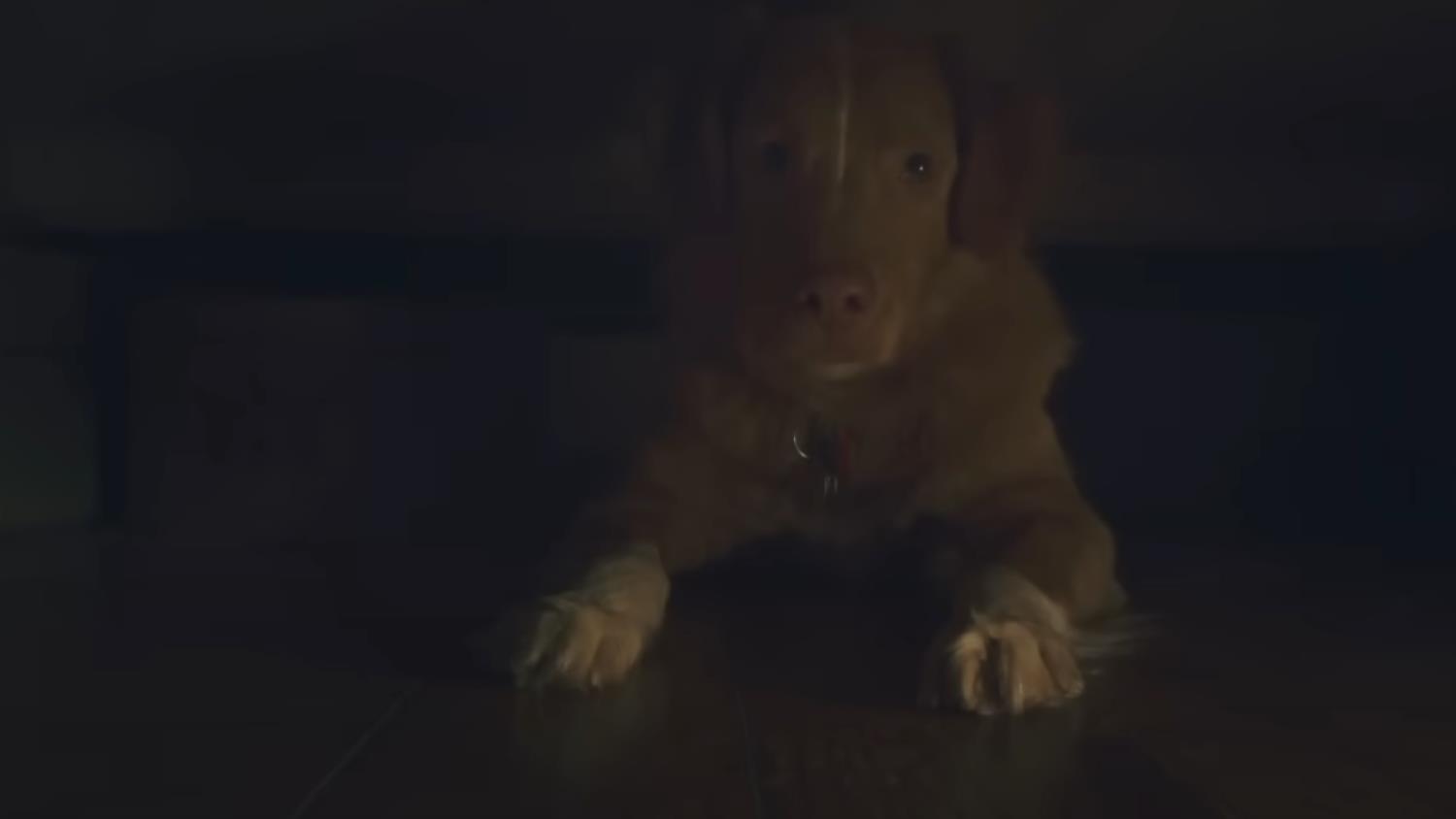The GOOD BOY Trailer Was A Hit, And Now It's Getting To Play In A ...